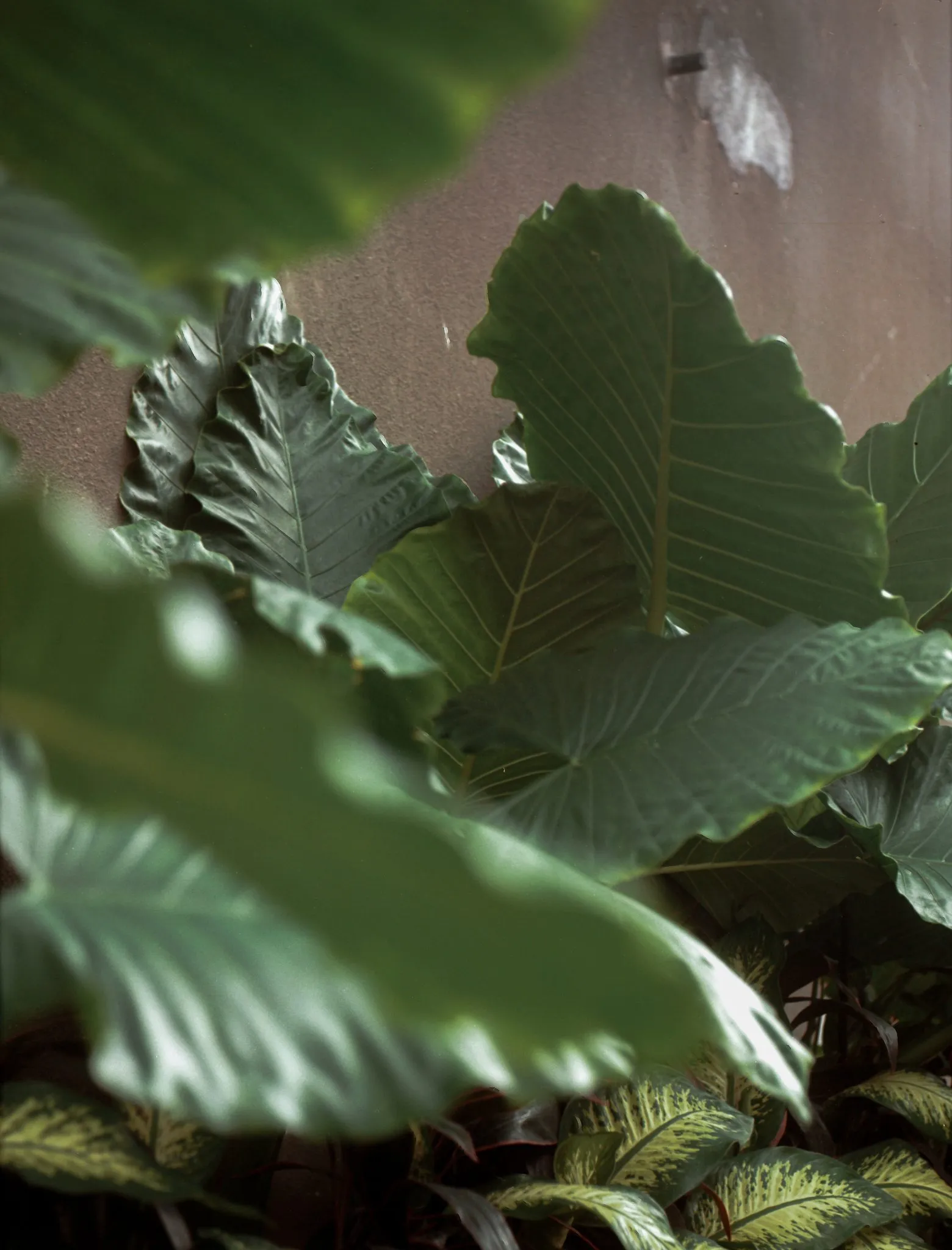 Film photography gallery | Dora Goodman Cameras